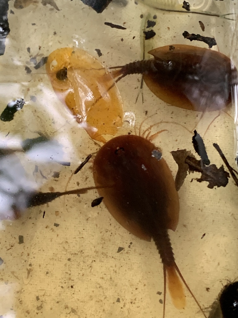 Lepidurus apus lubbocki from Riserva Naturale Foresta demaniale del ...