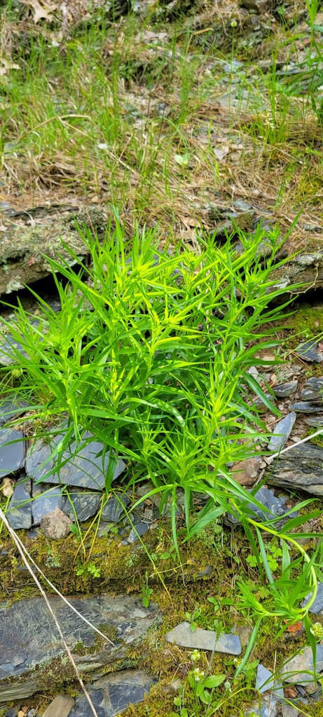 Ouachita blazing star (Liatris compacta) - Botanical Realm