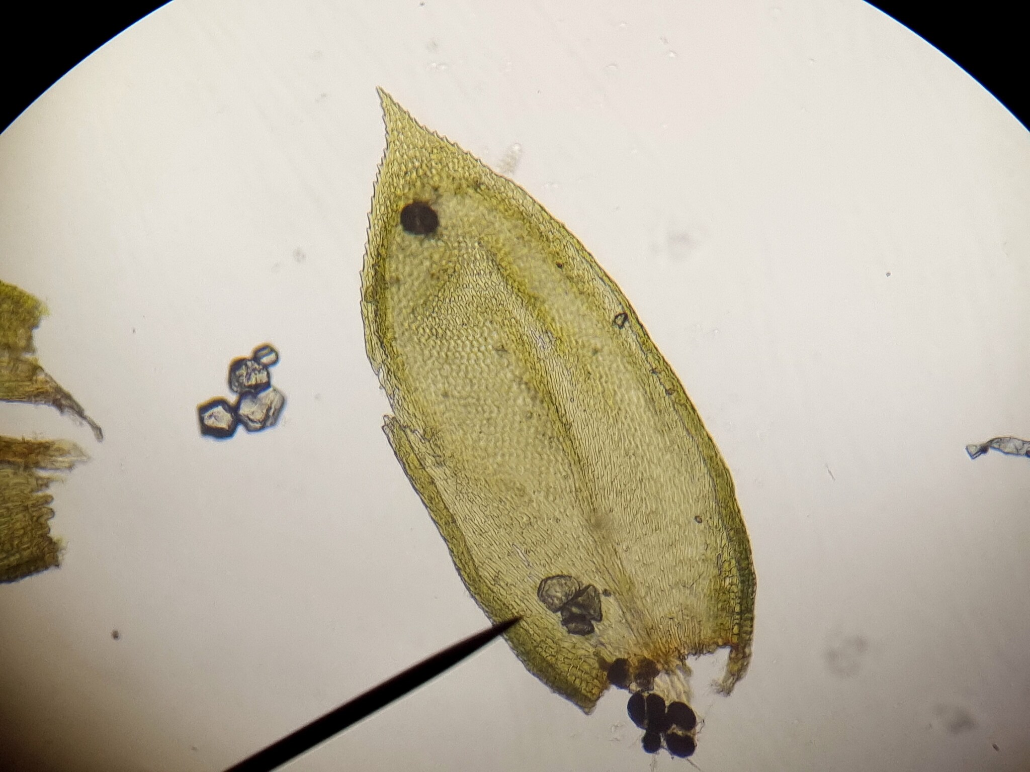 Pterigynandraceae