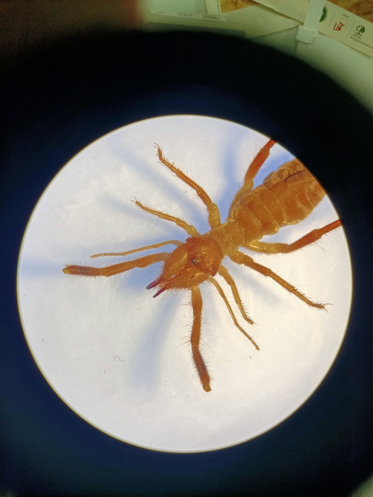 Solifugae