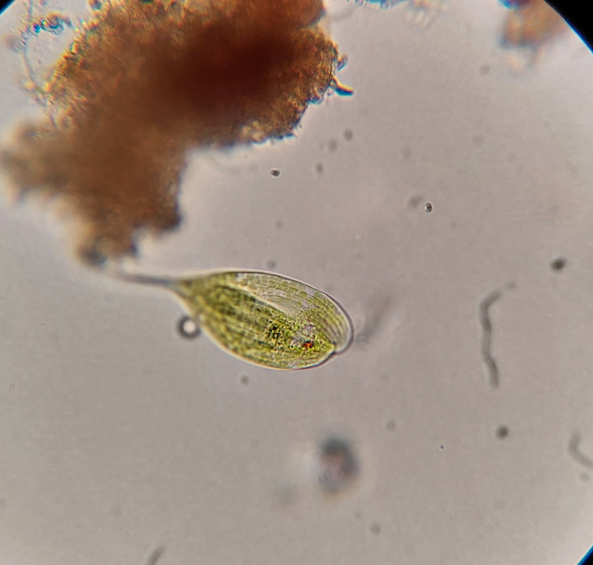 Phacus Dujardin, 1841