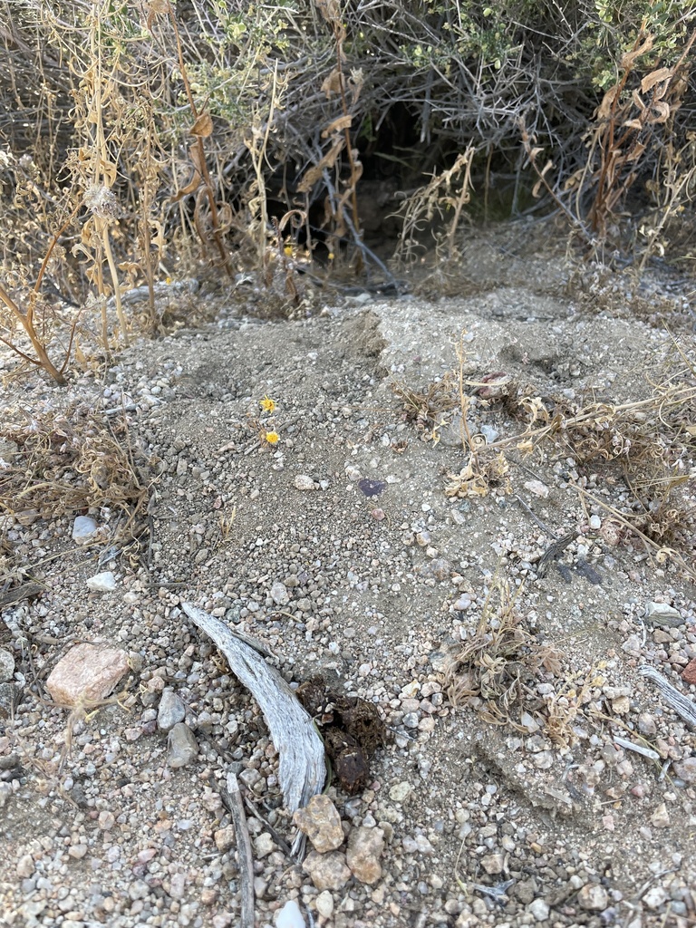 Kit Fox from California City, CA, US on May 8, 2023 at 09:05 AM by ...