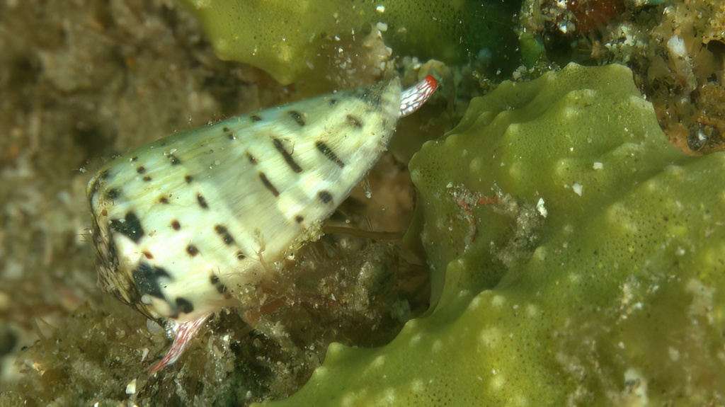 Conus musicus Hwass, 1792