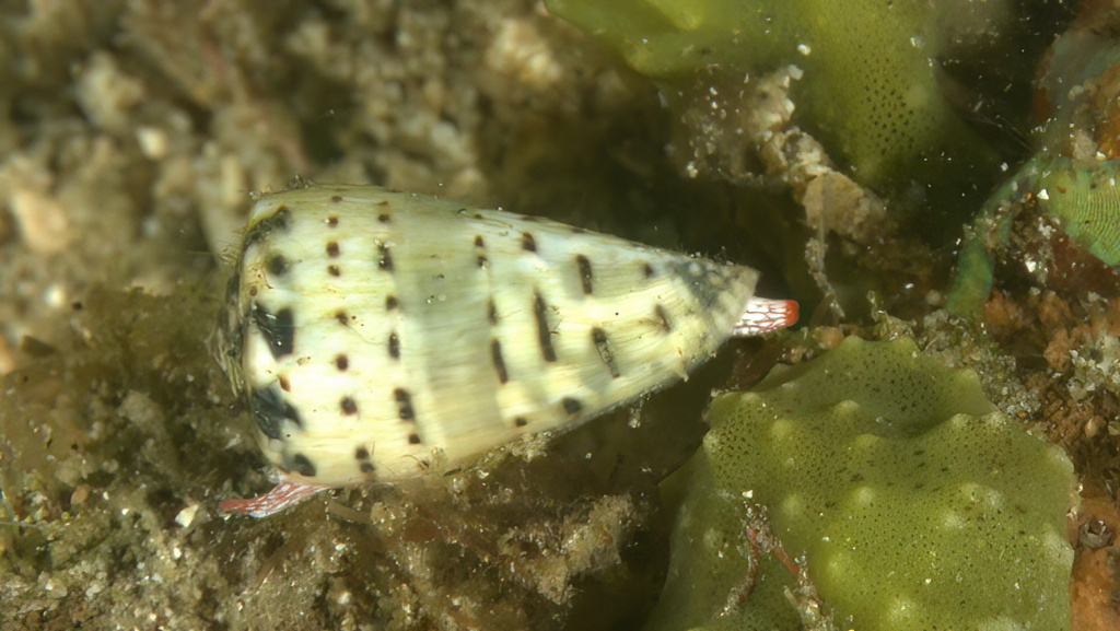 Conus musicus Hwass, 1792