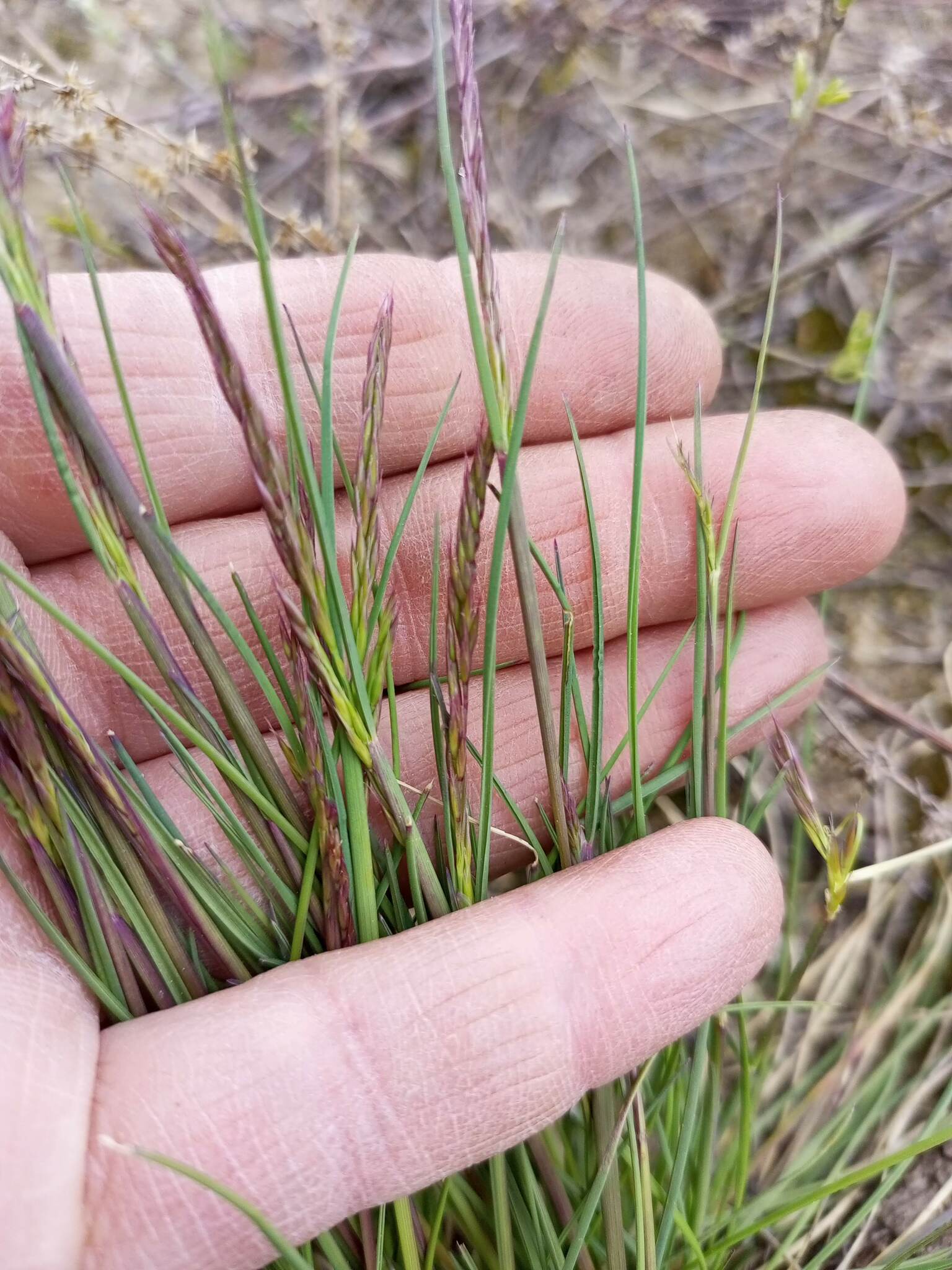 Festuca rubra L.