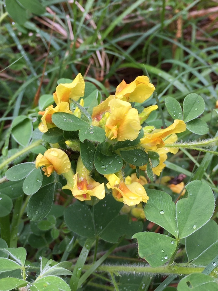 Clustered Broom from Berzo San Fermo, Lombardia, IT on May 8, 2023 at ...