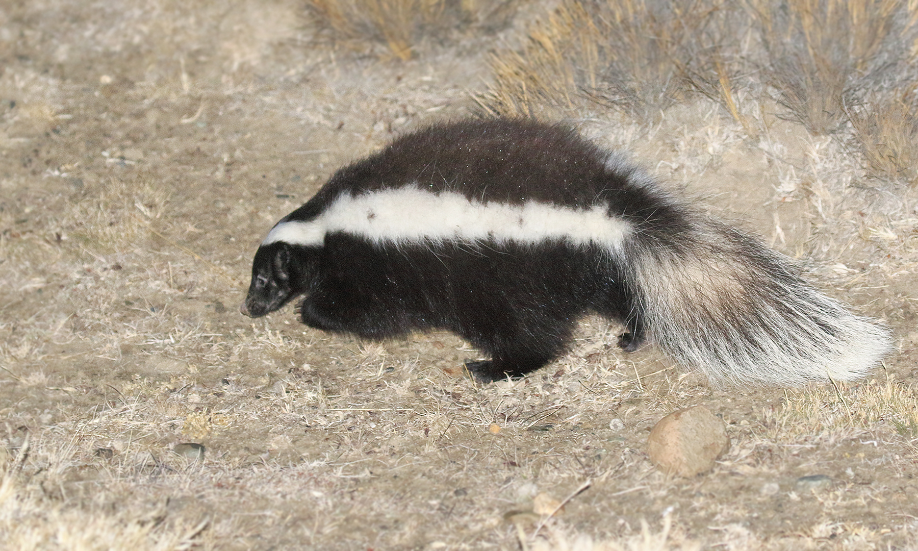 Conepatus chinga (Molina, 1782)