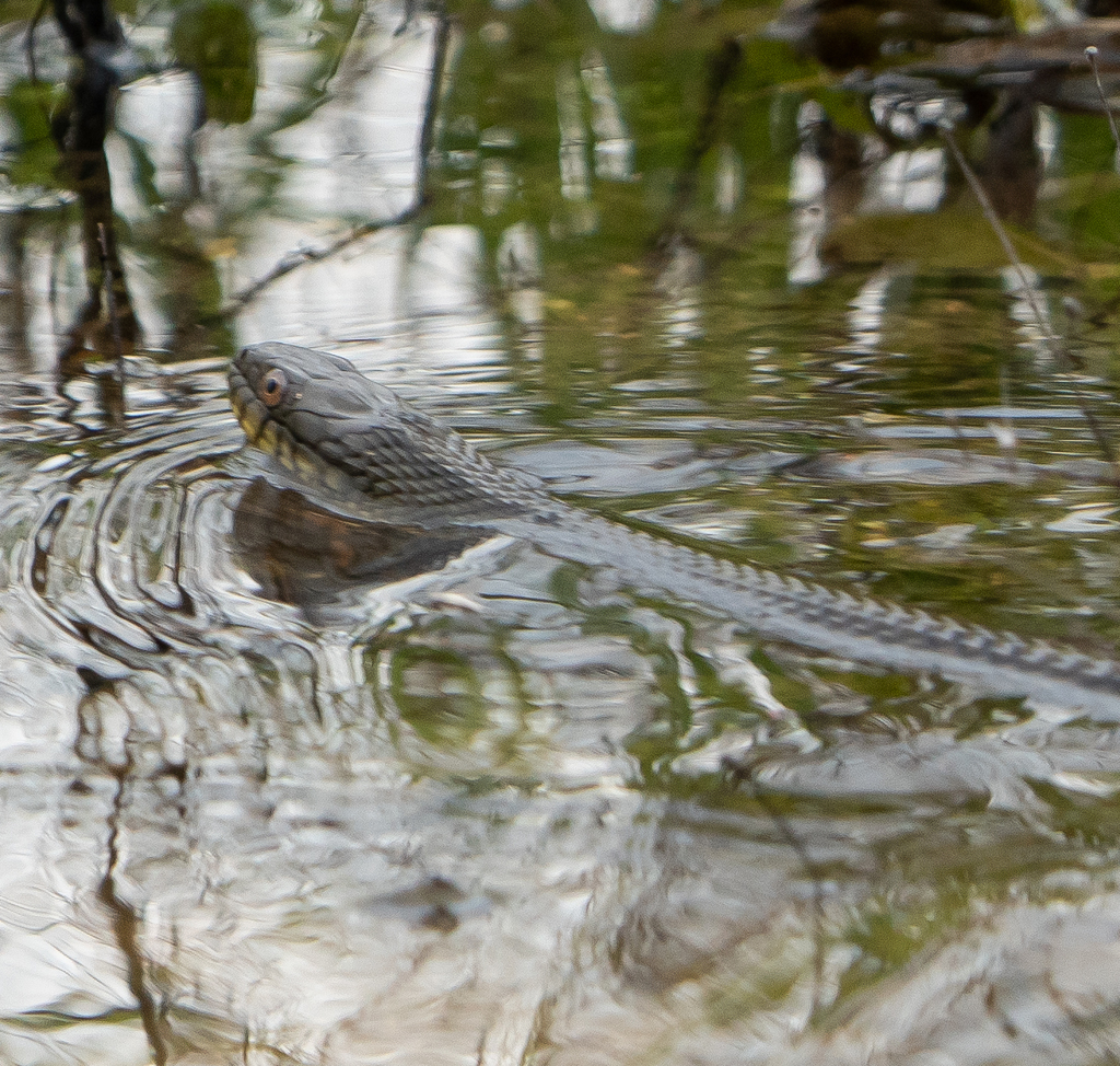 Watersnakes from Waco, TX, USA on May 09, 2023 at 08:42 AM by John Ucci ...