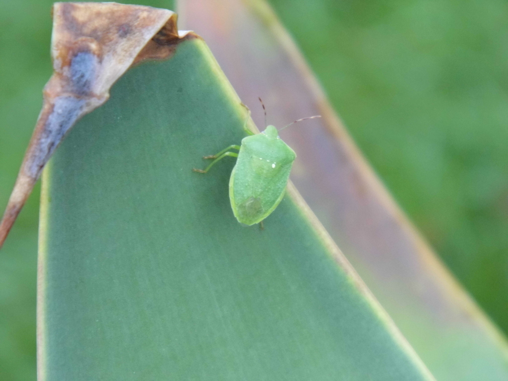 Southern Green Stink Bug from Avenida Comissário José Dantas de Melo ...