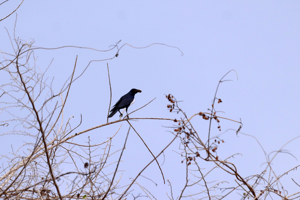 Sinaloa Crow from Rosario, Sin., México on May 7, 2023 at 10:23 AM by ...