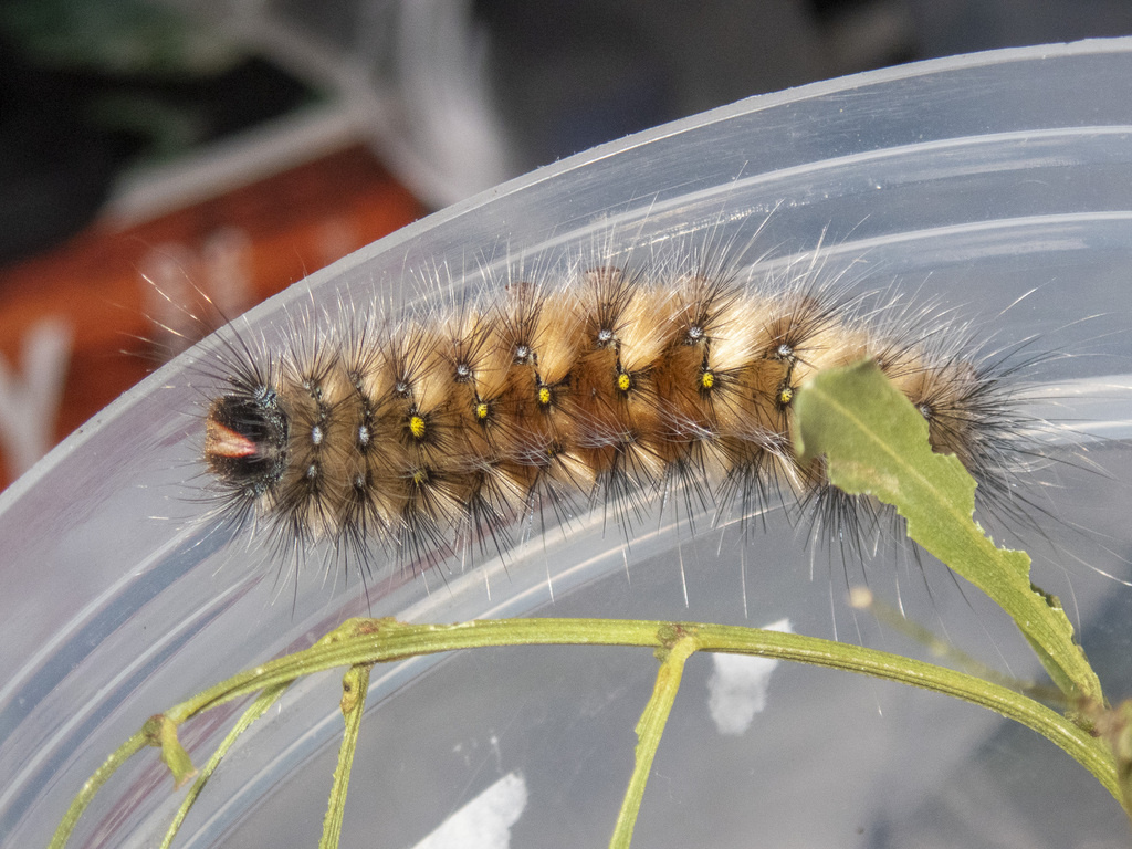Anthela repleta from Won Wron VIC 3971, Australia on December 03, 2021 ...