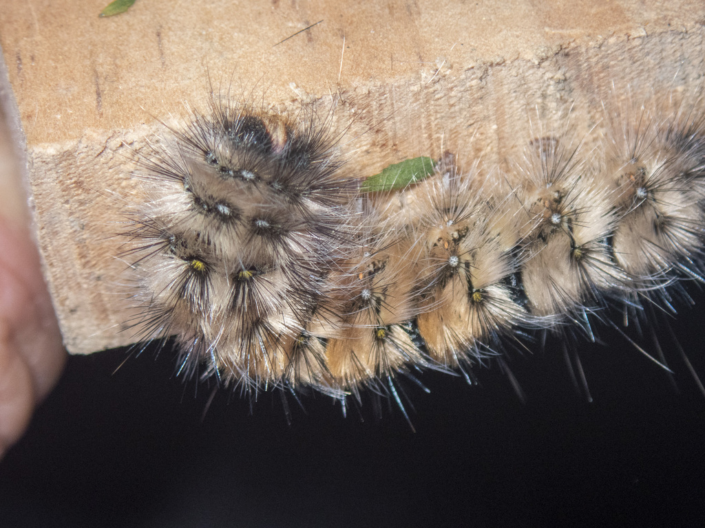 Anthela repleta from Won Wron VIC 3971, Australia on December 09, 2021 ...