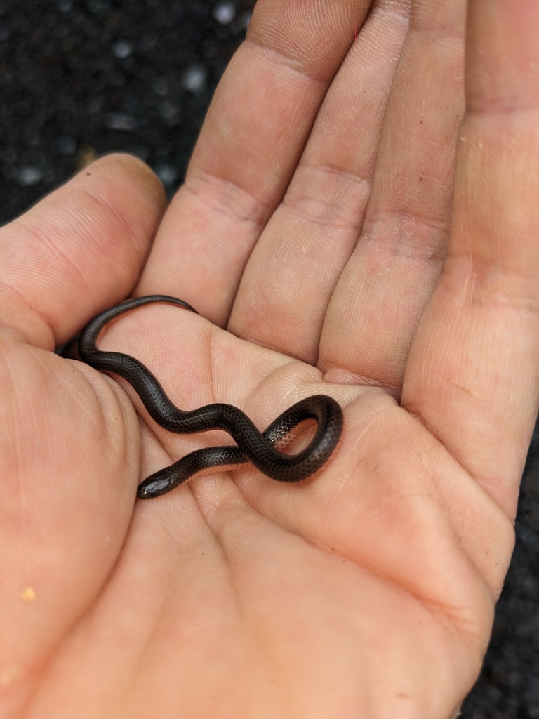 Eastern Worm Snake from Rixeyville, VA 22737, USA on May 9, 2023 at 04: ...