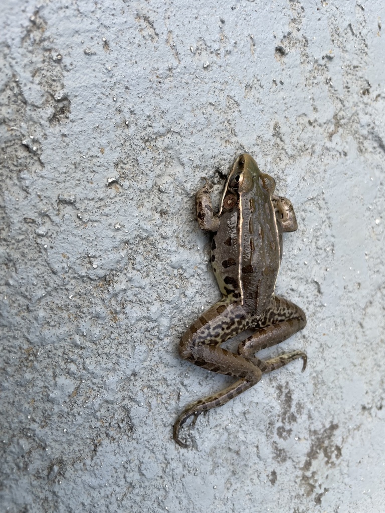 Southern Leopard Frog from Trotters Glen Rd, Baldwin, GA, US on May 8, 2023 at 07:06 PM by Jason ...