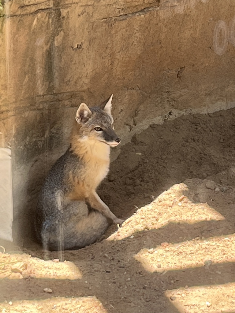 Swift Fox from Memorial Hermann-Texas Medical Center, Houston, TX, US ...