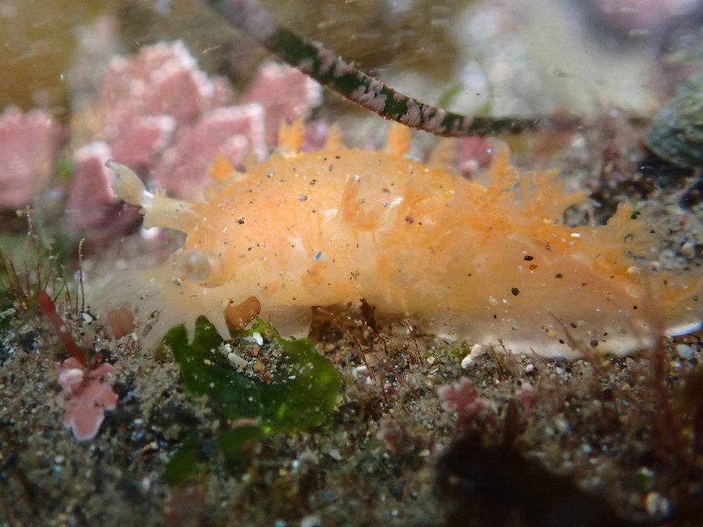 Festive Tritonid from Cabrillo Beach Tidepools on May 09, 2023 at 09:16 AM by Nat B.. My camera ...