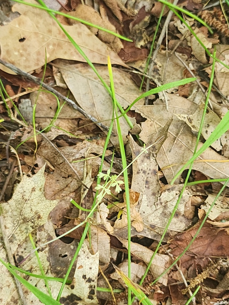harbinger of spring from Saline County, AR, USA on May 9, 2023 at 10:32 ...
