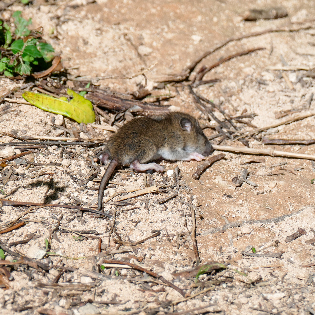 Black Rat from Sandys Parish, Bermuda on May 4, 2023 at 03:49 PM by ...