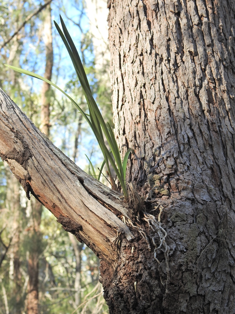 Snake Orchid in May 2023 by Scott W. Gavins · iNaturalist