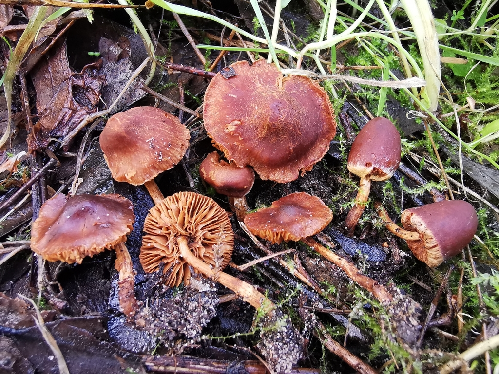 Descolea tenuipes (Hongos de la zona central de Chile) · iNaturalist