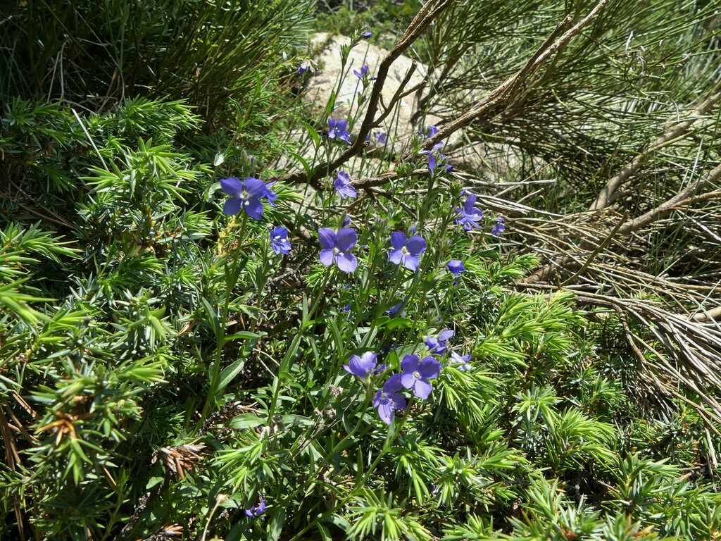 Rock Speedwell from 66760 Angoustrine-Villeneuve-des-Escaldes, France ...