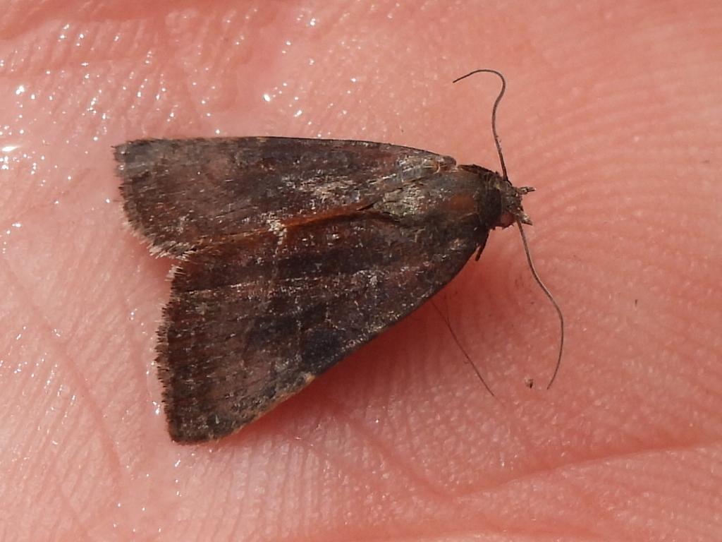 Wedgling Moth from Cedar Hill, TX, USA on May 09, 2023 at 03:20 PM by ...