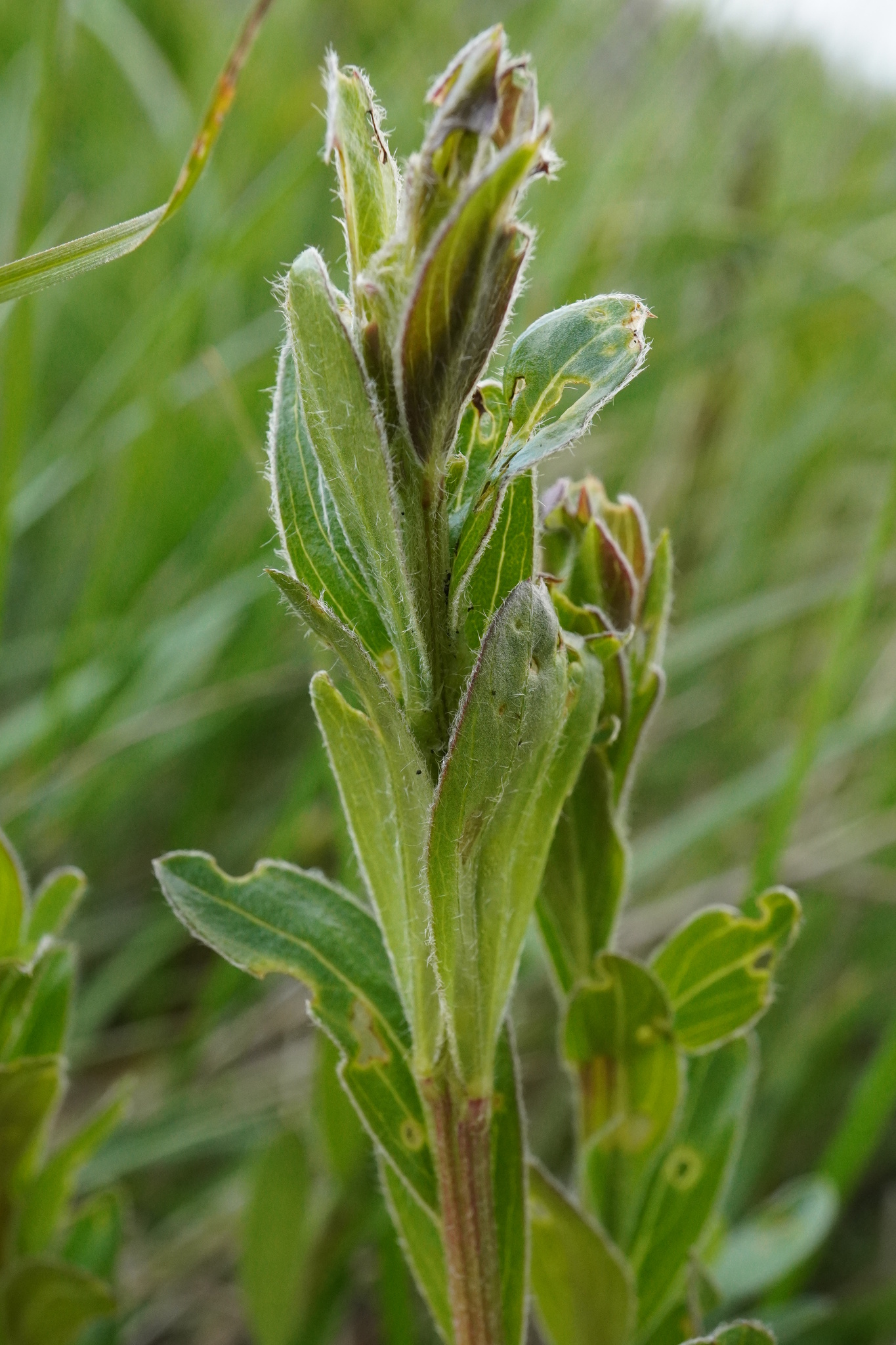 Genista tinctoria L.