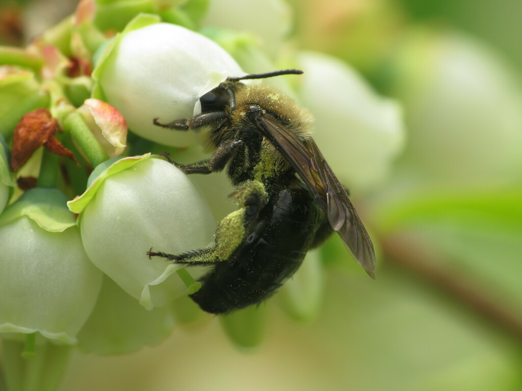 Neighborly Mining Bee from Rockford, IL, USA on May 9, 2023 at 03:00 PM ...