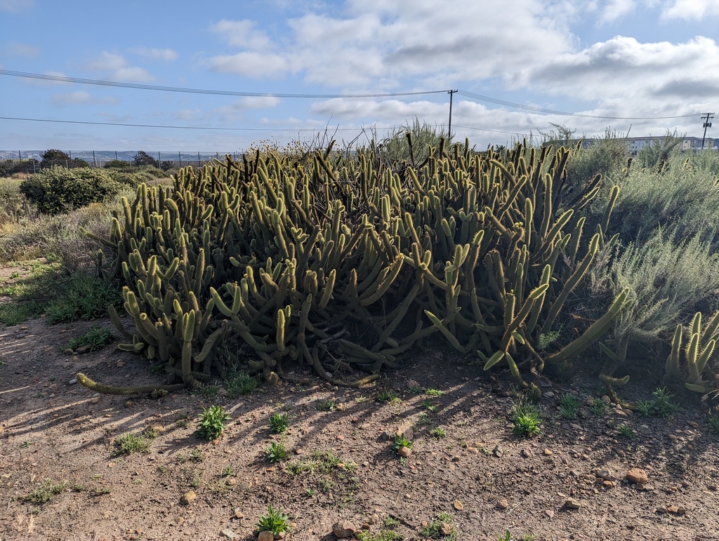 Golden-spined Cereus in May 2023 by Vince Scheidt · iNaturalist