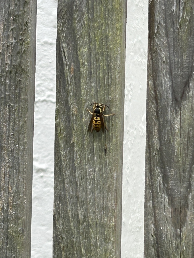 Western Yellowjacket from 4th Ave W, Seattle, WA, US on May 4, 2023 at ...
