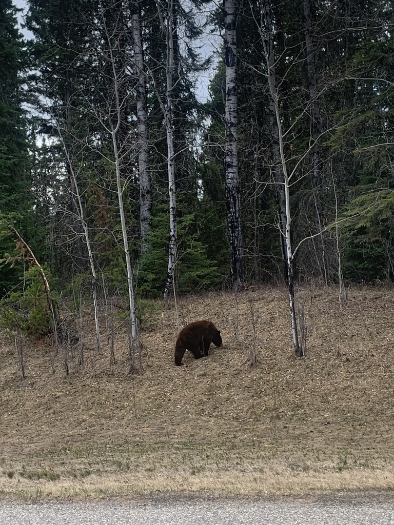American Black Bear from Prince Albert National Park, Prince Albert ...