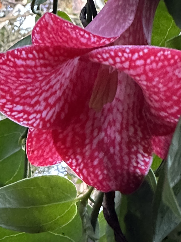 Copihue desde Alemana Alto, Concepción, Biobío, CL el 09 de mayo de ...