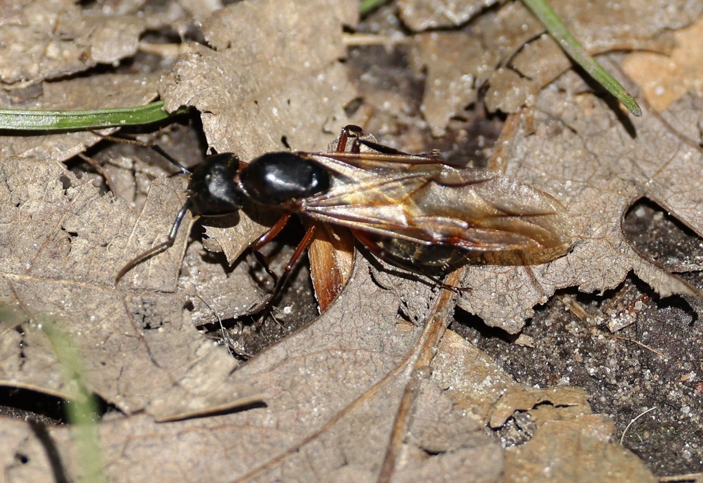 Ferruginous Carpenter Ant from Lucas County, OH, USA on May 09, 2023 at ...