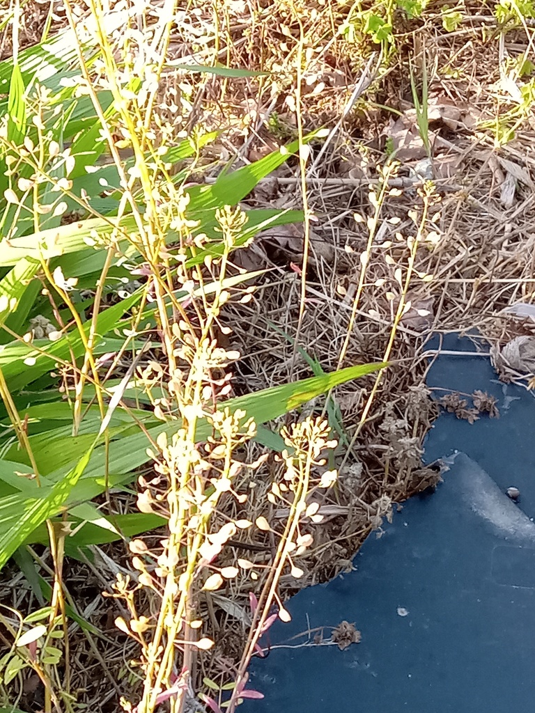 littlepod false flax from Spotsylvania County, VA, USA on May 09, 2023 ...