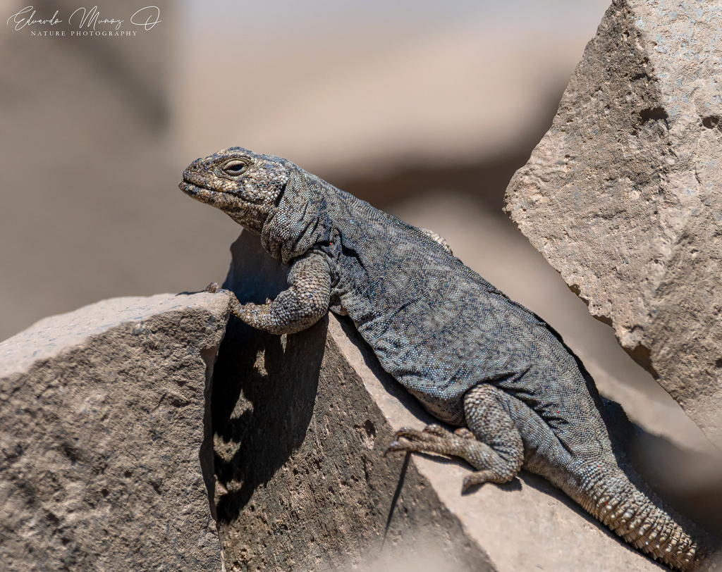 Lobo's Rocky Lizard from San Clemente, Maule, Chile on February 24 ...
