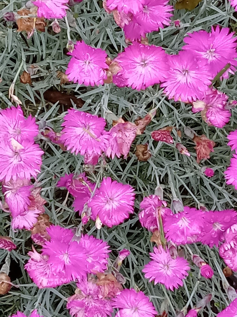 Cheddar Pink from Fairfax County, VA, USA on May 09, 2023 at 01:11 PM ...