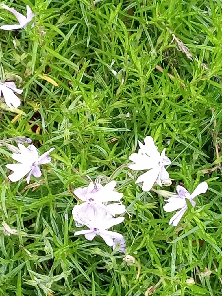 moss phlox from Fairfax County, VA, USA on May 09, 2023 at 01:11 PM by ...