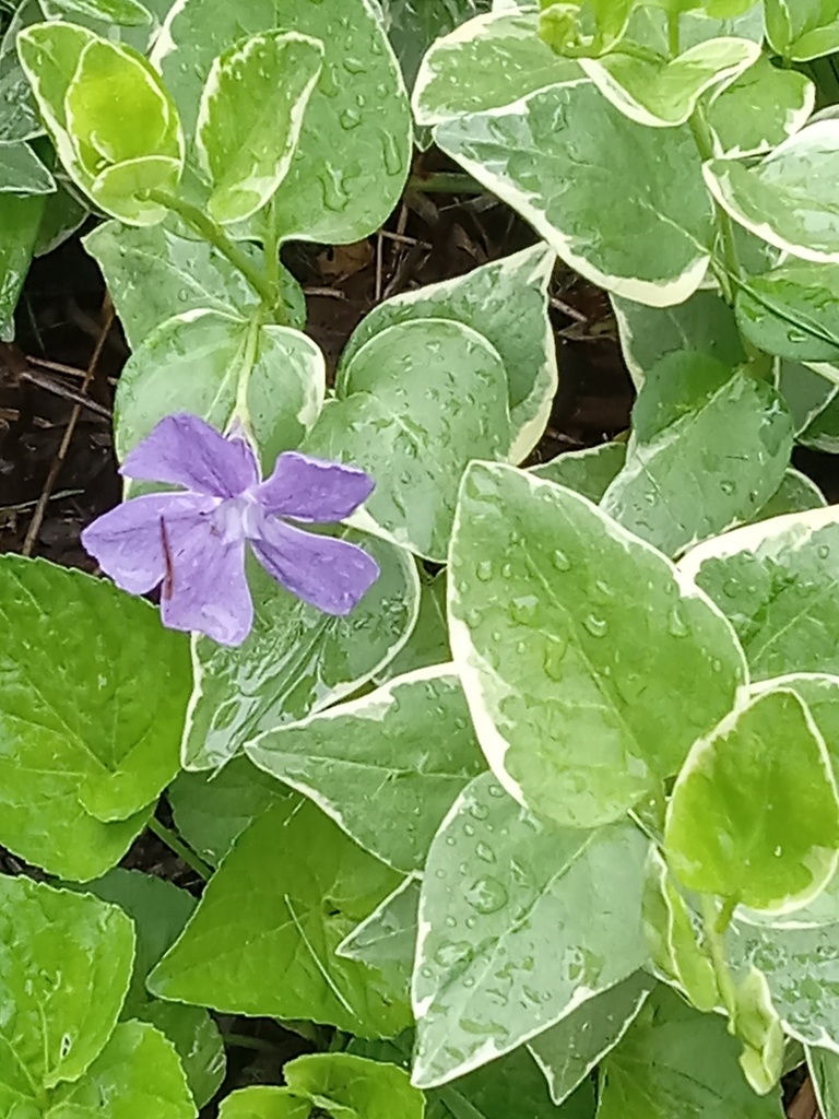 greater periwinkle from Fairfax County, VA, USA on May 09, 2023 at 01: ...