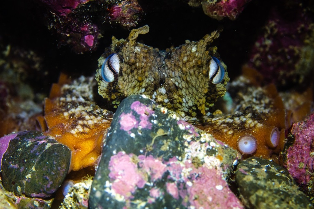 Common Sydney Octopus from Northland, New Zealand on October 26, 2022 ...