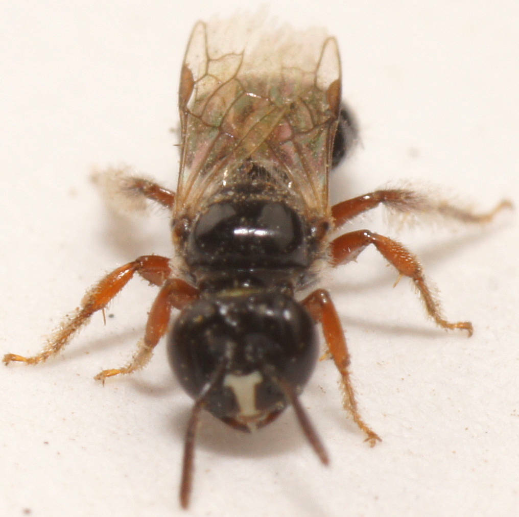 Allodapine Bees from Swan Reach SA 5354, Australia on November 23, 2019 ...