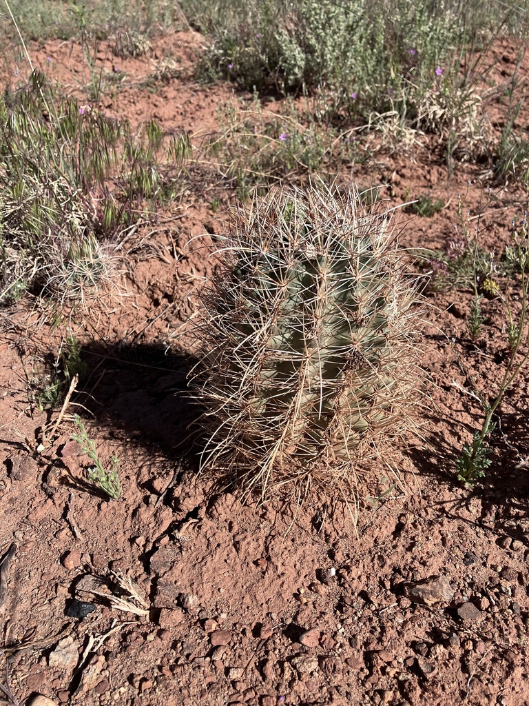 Smallflower Fishhook Cactus from Canyonlands National Park, Moab, UT, US on May 8, 2023 at 09:40 ...