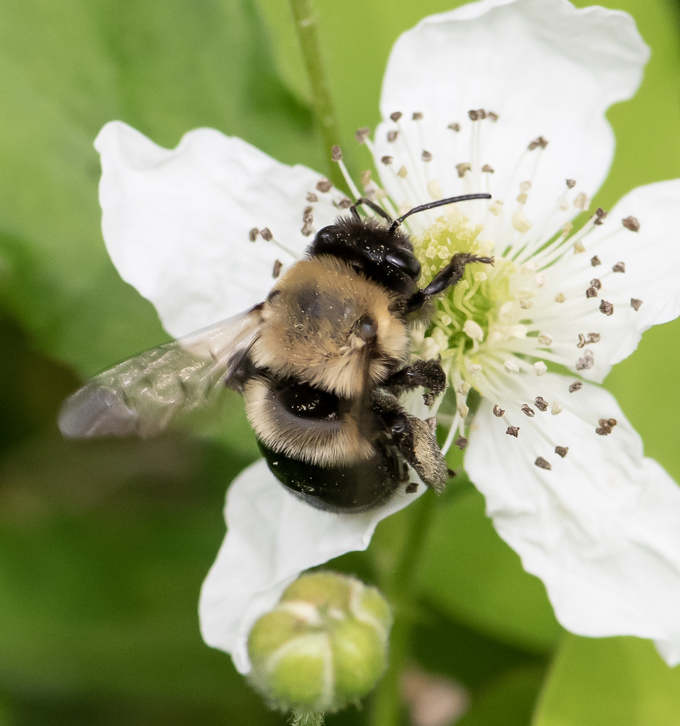 Blueberry Digger Bee from Queen Anne's County, MD, USA on May 7, 2023 ...