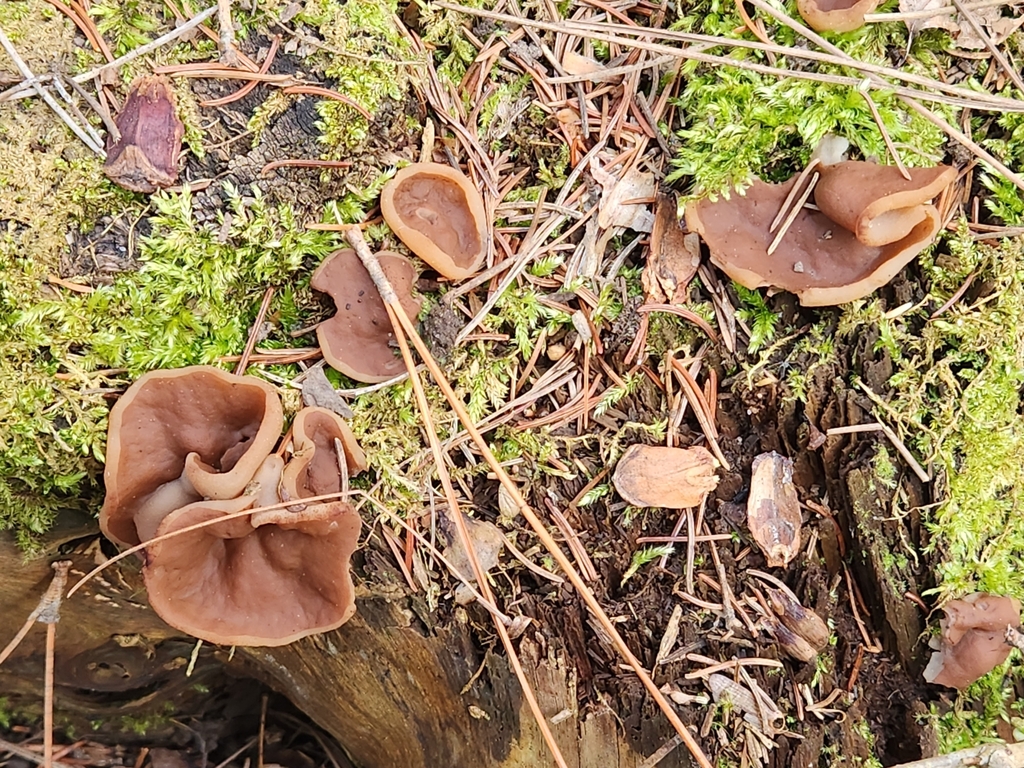 Gyromitra from Badenoch Tract, Puslinch, ON, Canada on May 09, 2023 at ...