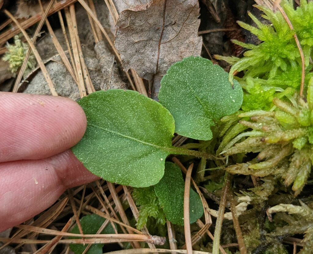primrose-leaved violet (Viola primulifolia) - Botanical Realm