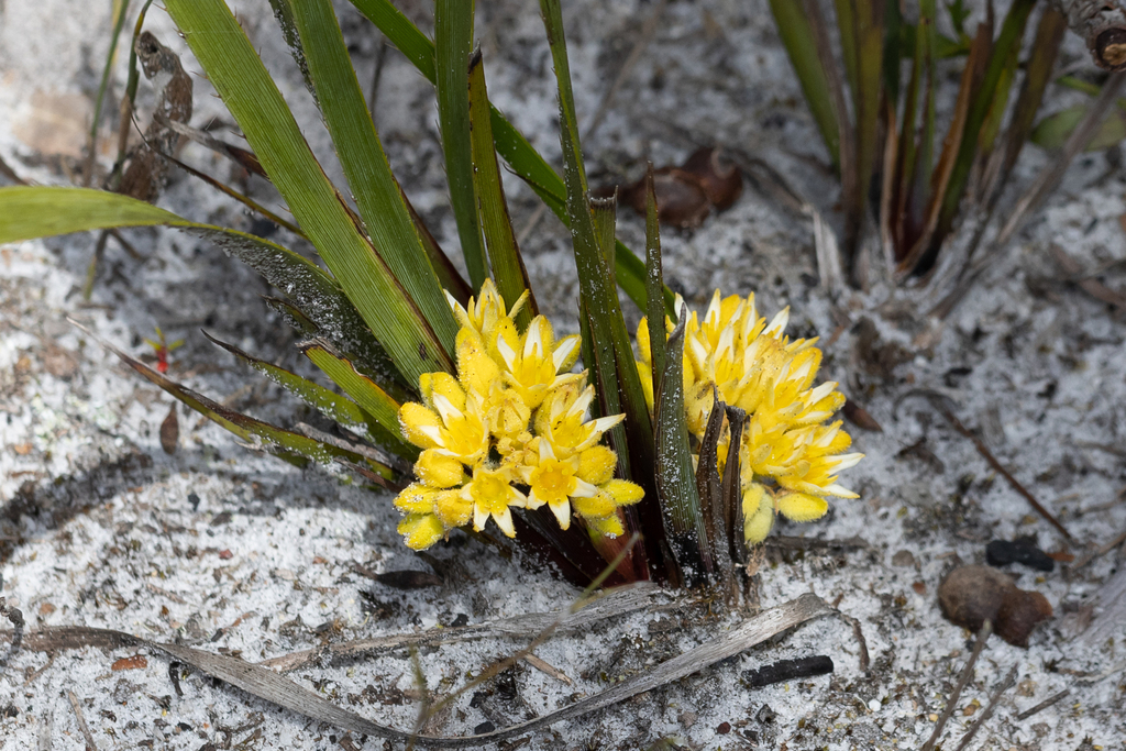 Prickly Conostylis from Scotsdale WA 6333, Australia on November 9 ...