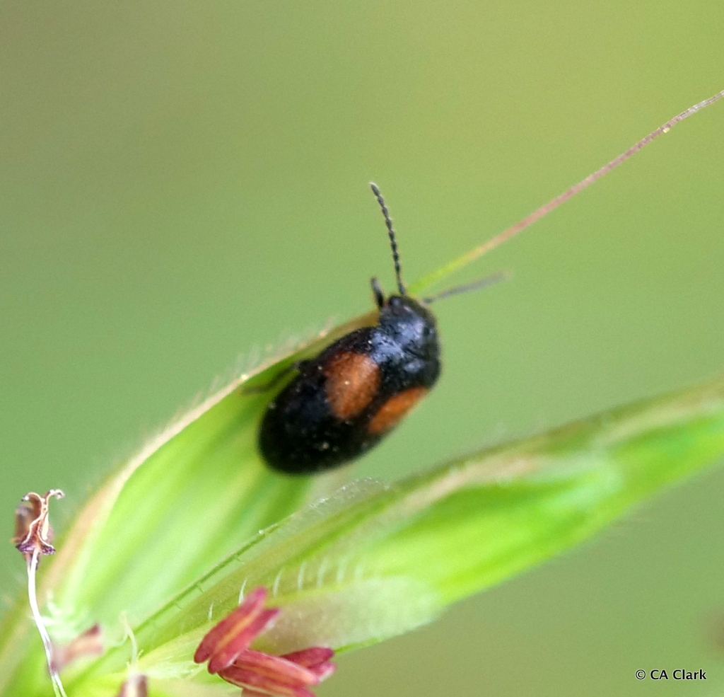 Herthania concinna from Pinnacles National Park, California, USA on May ...