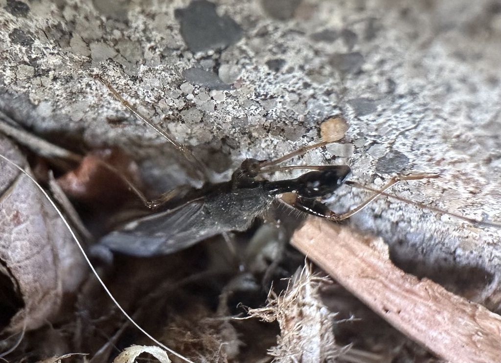Long-necked Seed Bug in May 2023 by CMC. Yard · iNaturalist