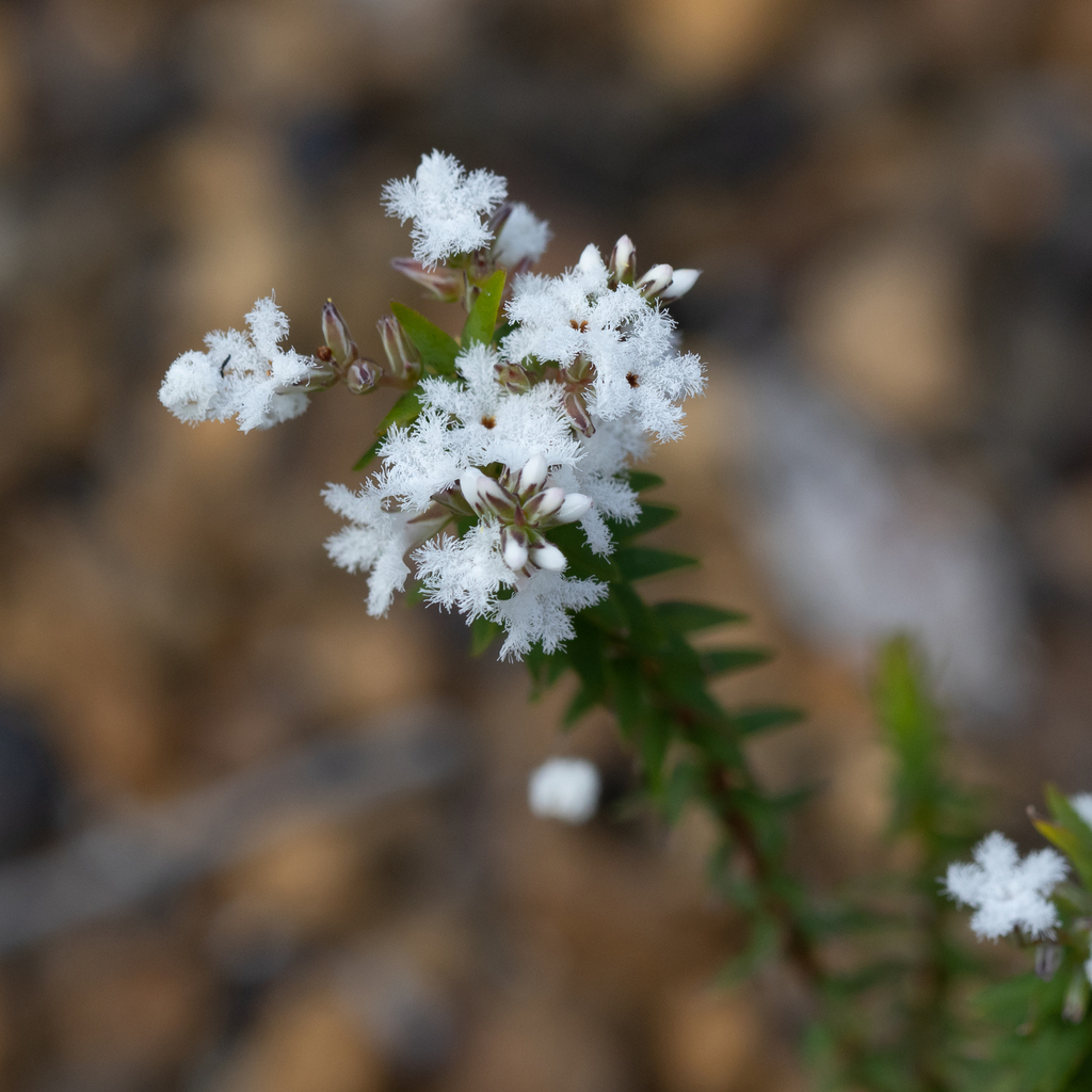 Leucopogon glabellus from Mount Lindesay WA 6333, Australia on November ...