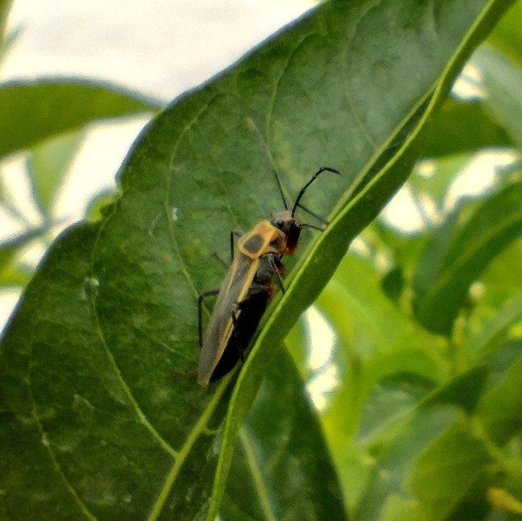 Stenomacra marginella from Manzana 011, Real Castell, 55767 Ojo de Agua ...