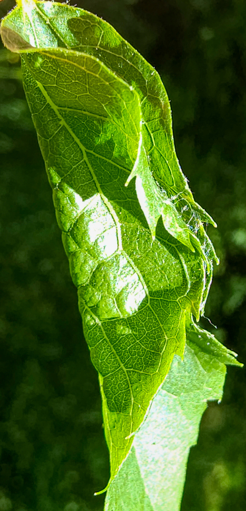 Hackberry Leafroller Moth from Yorkmount, Charlotte, NC, USA on May 4 ...